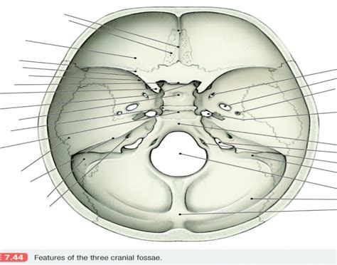Features Of The Three Cranial Fossae Quiz