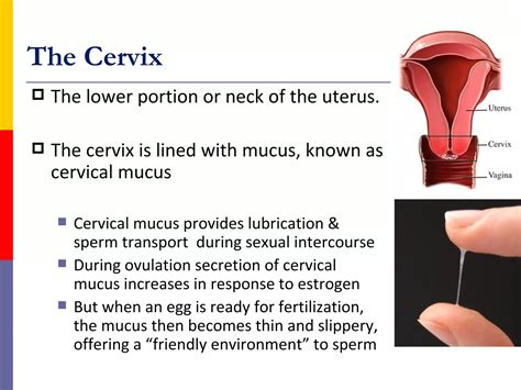 Female Reproductive System PPT