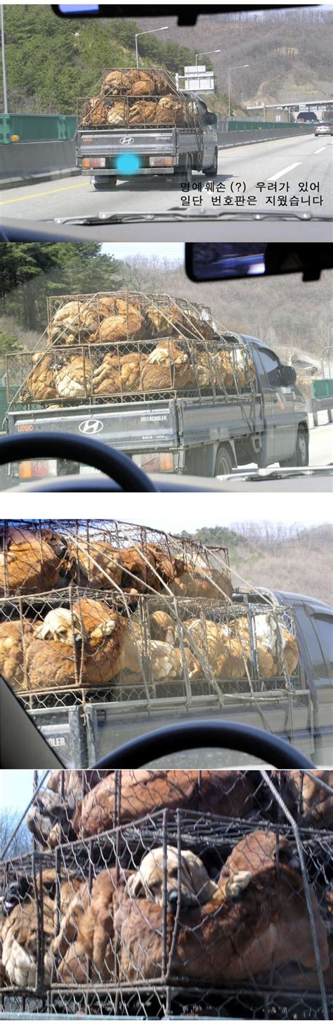 개고기 보신탕의 모든것 3부 운송 개장수 차 운반 네이버 블로그