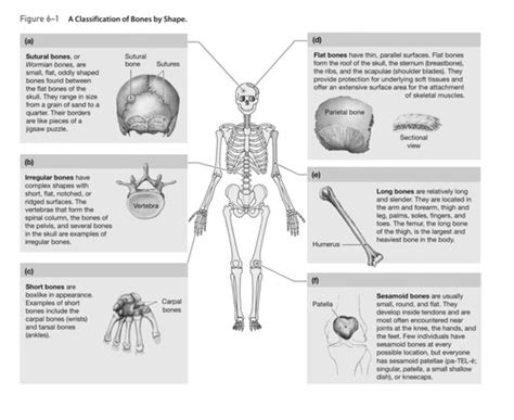 61 Classifying Bones Anatomy Flashcards Quizlet 61 Classifying Bones Anatomy Flashcards Quizlet