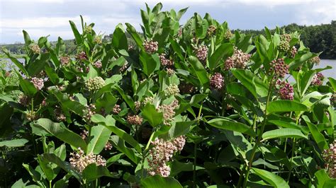 Assessing The Impact Of Invasive Plants On Ecosystems A New Framework