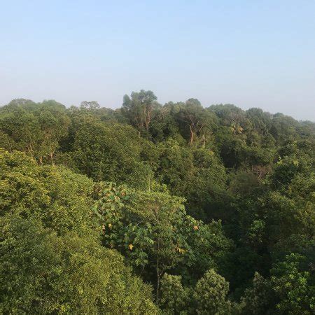 Treetop Walk Singapore All You Need To Know Before You Go With Photos TripAdvisor