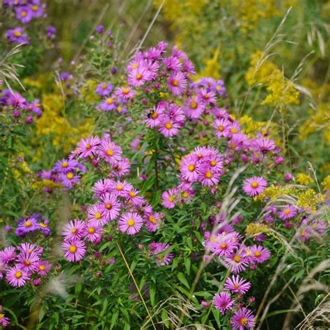 New England Aster Seeds Aster Novae Angliae 250 Seeds Perennial