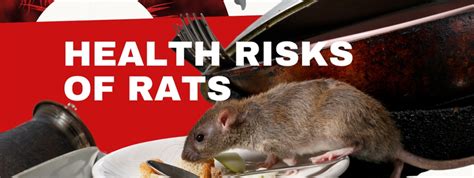 The Health Risks Of Rats In Your Home Diseases And Contamination