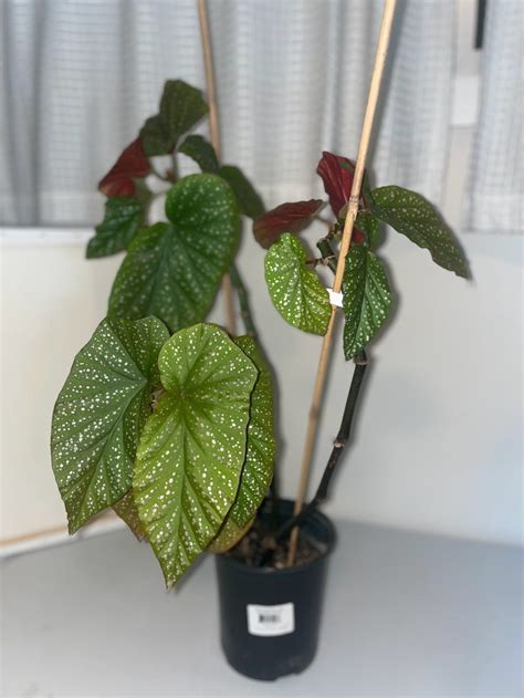 Begonia Maculata Propagation Multiply Your Maculata Effortlessly