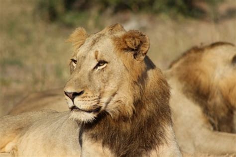Sub Categories Lion Pink And Golden Fearless Lion Face Shaped Round 1
