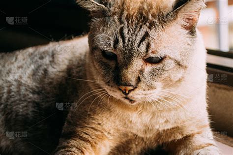 虎皮猫