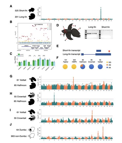 Gwas Of Fin Morphology In Betta Splendens A Manhattan Plot For The Download Scientific