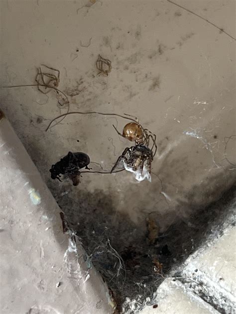 Bathroom Spider R Spiders
