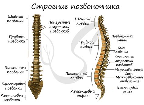Строение скелета животных Girls