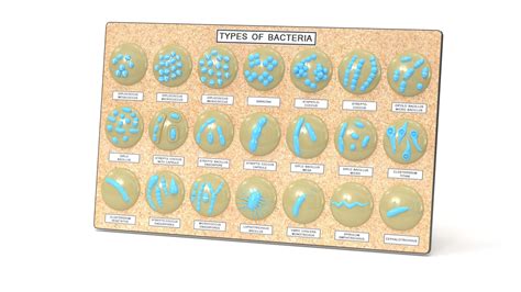 박테리아 유형 보드 3d 모델 39 Max 3ds Fbx Obj Free3d