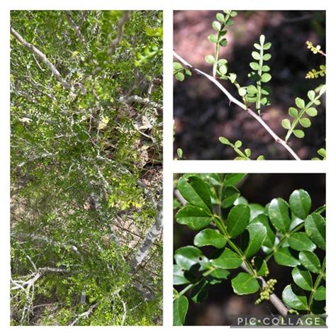 Shrubs 2 Flashcards Quizlet