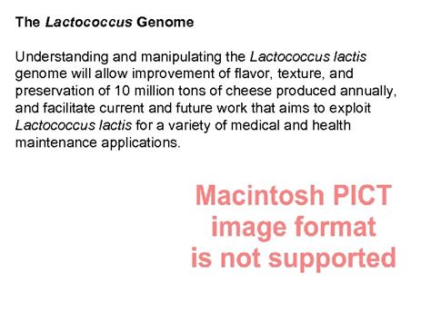 Lactococcus Lactis Wisconsin S State Microbe Wisconsin S Largest