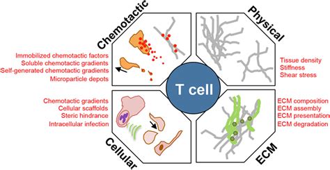 Frontiers T Cell Interstitial Migration Motility Cues From The