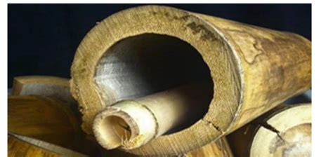 Hollow And Solid Culm Bamboo Fig 5 Basic Parts Of Bamboo