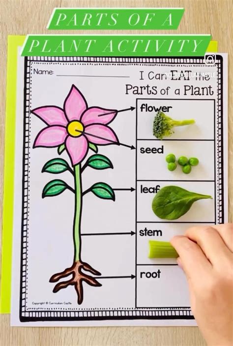 Plant Science Parts Of A Plant Activity Love Handmade