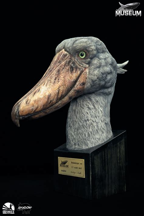 Balaeniceps Rex Time To Collect