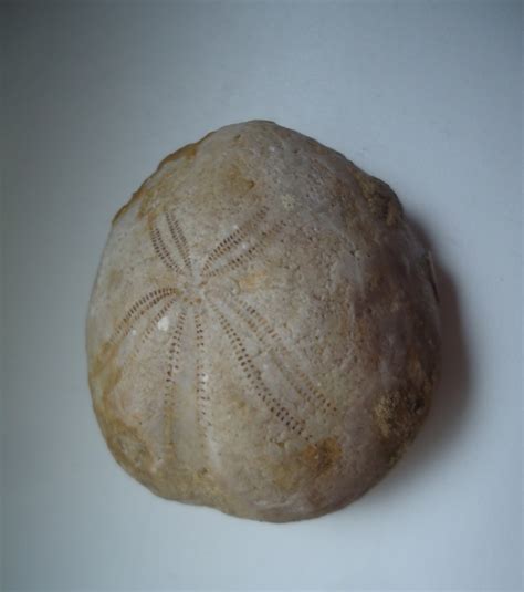 Fossils And Antiques Beautiful Fossil Sea Urchin Echinoid 40mm