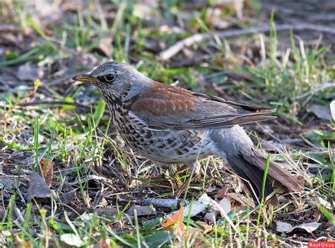 Разновидности дроздов картинки и фото Poknok Art