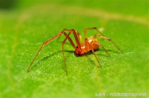 棉花紅蜘蛛防治刻不容緩防治技術你知道嗎 每日頭條