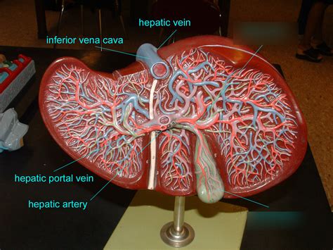 Liver Model Diagram Quizlet