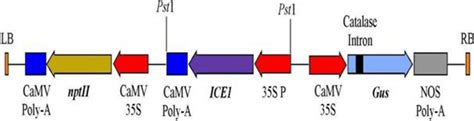 Schematic Representation Of The T Dna Region Of The Construct Used