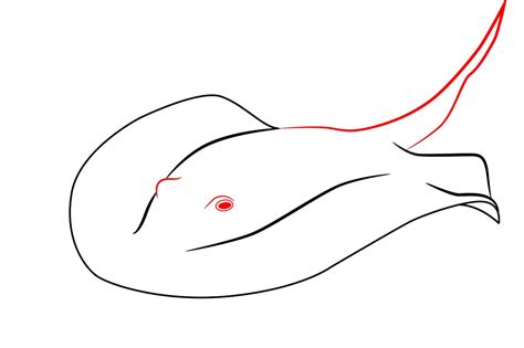 How To Draw A Stingray Draw Central