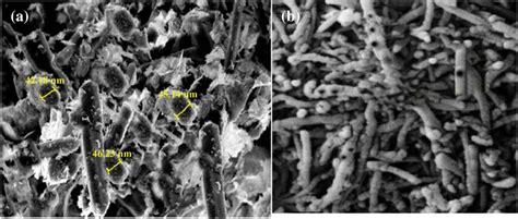 The Sem Image Of A Ag Cdo Zno And B Ag Cdo Zno Mwcnts Ncs Download Scientific Diagram