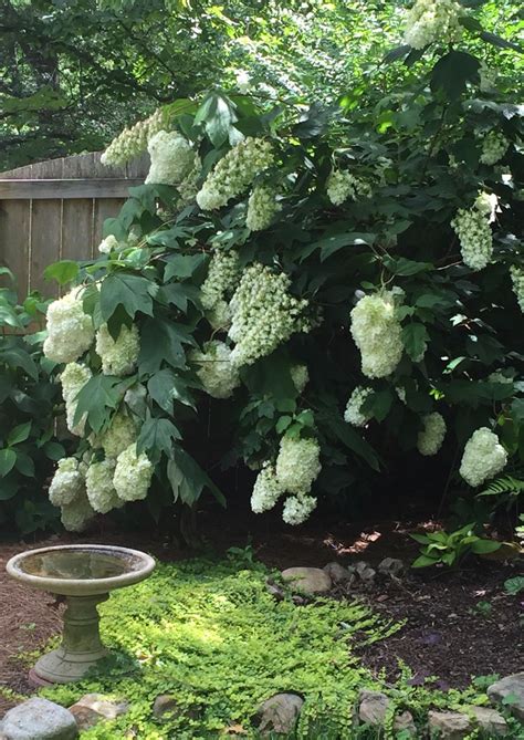 Oak Leaf Hydrangeas Harmony And Snowflake