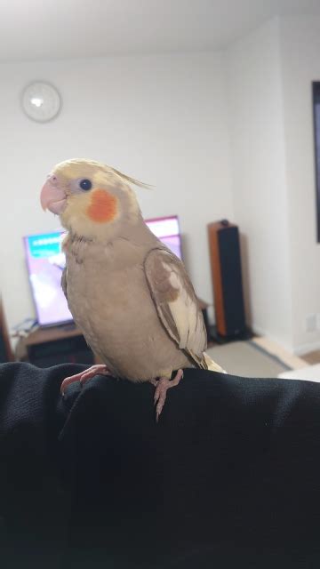 bloggy Qs こぶとりじいさん