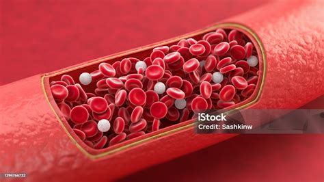 적혈구와 백혈구 백혈구는 동맥 정맥 내부 동맥 단면 혈류 의료 개념 3d 일러스트레이션 동맥에 대한 스톡 사진 및 기타 이미지 Istock