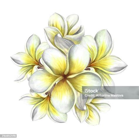 플루메리아 이국적인 열대 향기로운 프랜지파니 꽃의 꽃다발 손으로 그린 수채화 일러스트 포장 엽서 및 라벨 디자인의 한 요소 배너