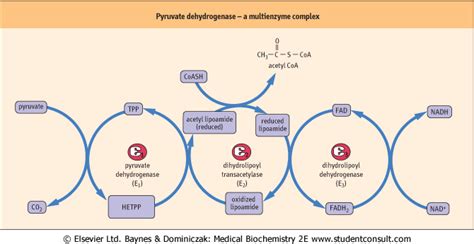 Pyruvate Dehydrogenase Complex Diagram