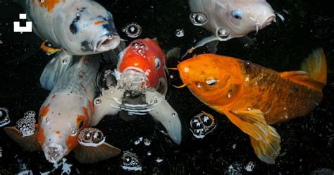 연못에서 수영하는 잉어 물고기 그룹 사진 Unsplash의 무료 물고기 이미지