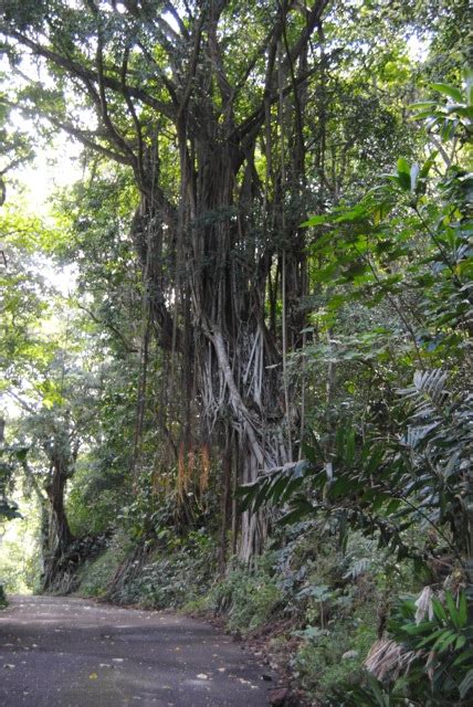 I Could Put Down Roots In Hawaii