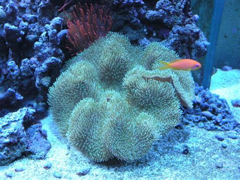 Coral Member S Gallery WAMAS Forums