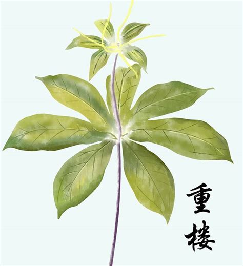 风物 手绘中药cp图原来可以这么美