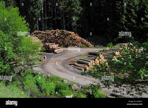 Black Forest Raw Material Lasting Sawmill Tree Trees Wood Trunk Summer Stock Photo Alamy