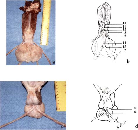 Anatomy Of The Internal Genitalia Ivis