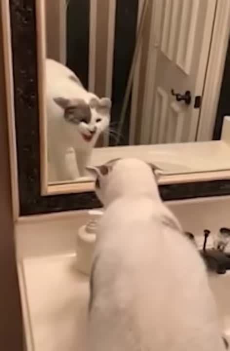 raphaël hoogvliets on linkedin code