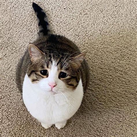 어딘가 슬퍼 보이고 억울해 보이는 고양이 연예이슈 수다방 네모판