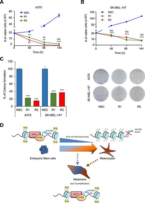 Krüppel Like Factor 4 Klf4 Regulates The Mir 183~96~182 Cluster Under