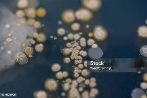 미생물학 실험실에서 교육을 위한 토양 샘플에서 천접시에서 자라는 특성과 다양한 모양의 박테리아 및 곰팡이 의 배경 0명에 대한 스톡 사진 및 기타 이미지 Istock