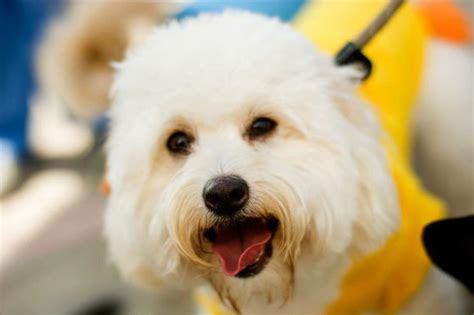 Walker The Cockapoo Dog Cockapoo Doggo Cockapoo Dogs Animals
