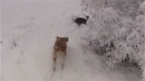 კურდღელზე ნადირობა დაგეშვას ვასწავლით ძაღლს პირველი შეხება ქონდა კურდღელთან Youtube