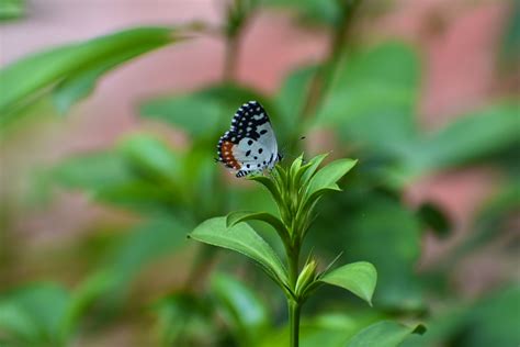 Penerapan Metode Naïve Bayes Dalam Pemeriksaan Kesehatan Neliti