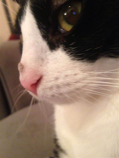 Strange Bumps On Cats Nose Thecatsite