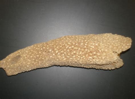 Lab Final Exam 2 Flashcards Quizlet Lab Final Exam 2 Flashcards Quizlet