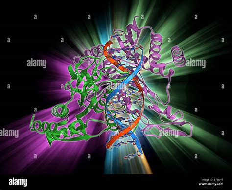 Restriction Enzyme And Dna Molecular Model Showing An Ecori