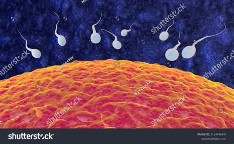 Sperm Fertilization Fusion Haploid Gametes Egg Stock Illustration